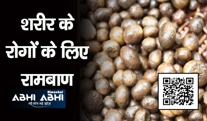 झारखंड के घने जंगलों में पाया जाने वाला रुगड़ा सेहत के लिए होता है फायदेमंद